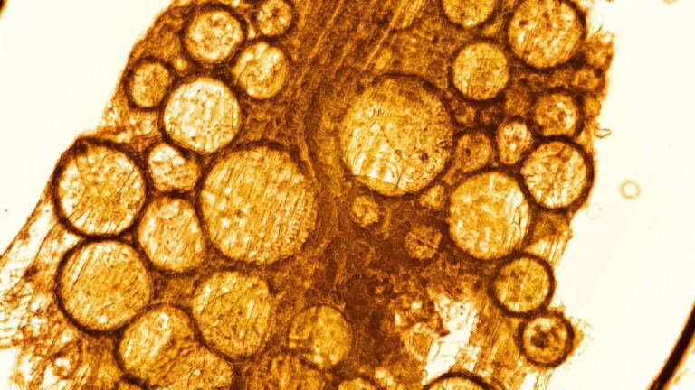 Microorganismos edáficos que mejoran los cultivos y reducen el uso de ...