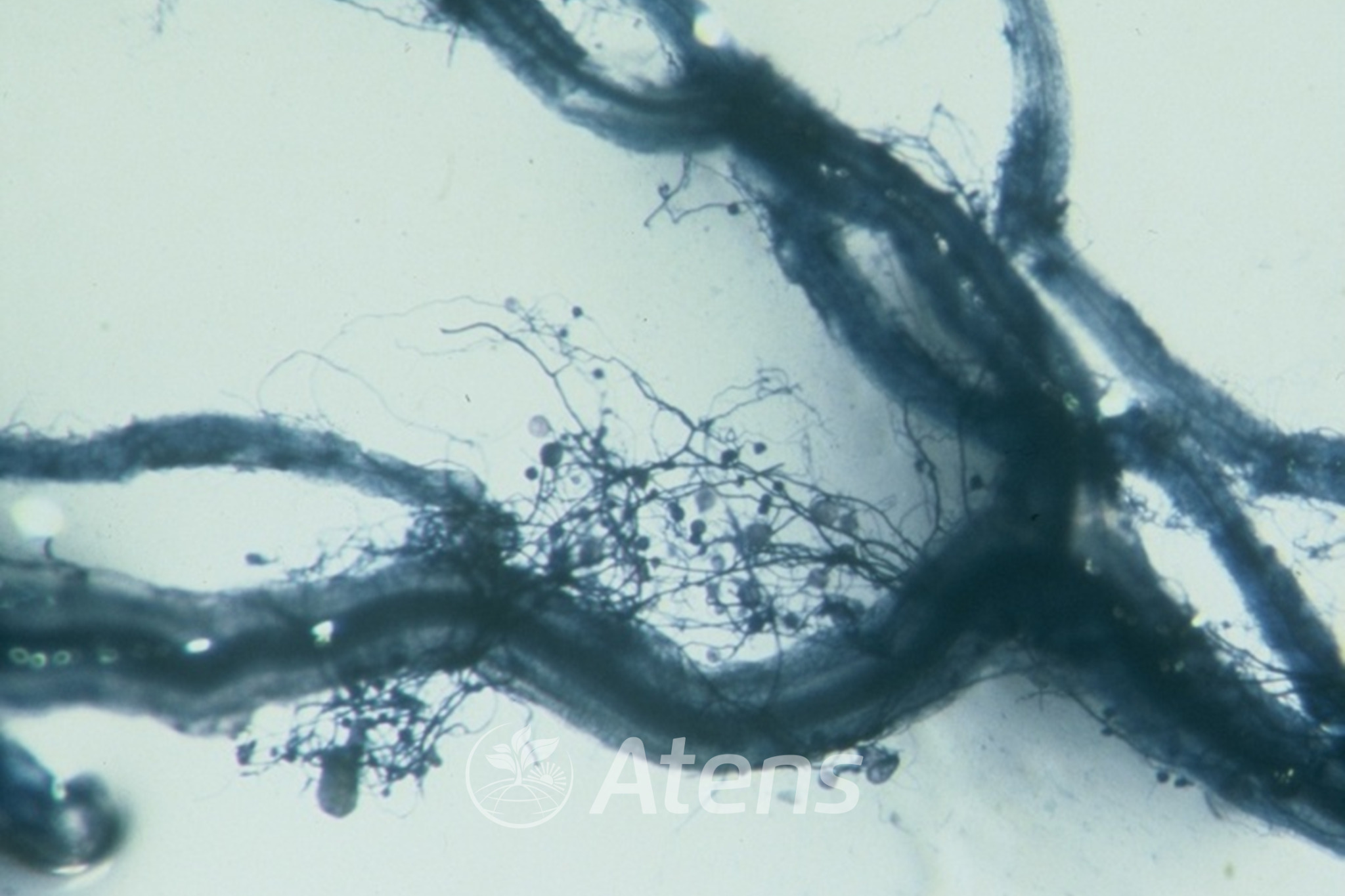 ¿Conoces cómo funcionan las micorrizas? - Coial