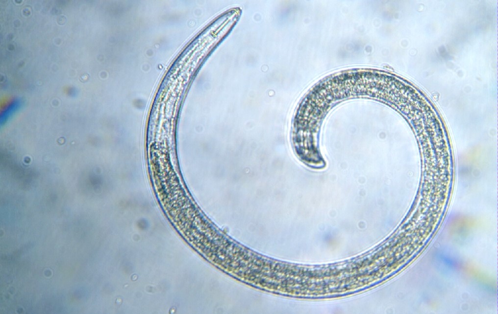 ¿Conoces a los nematodos? - Coial